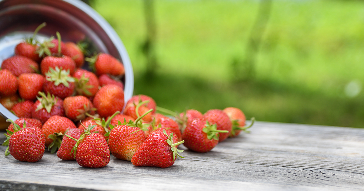 À la découverte de la fraise : Histoire, culture, bienfaits et recettes ...